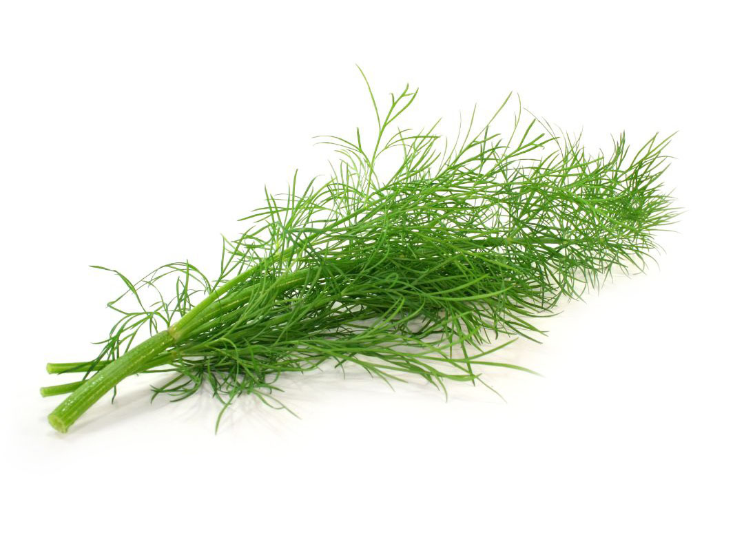 Organic Dill - Grupo Herbex